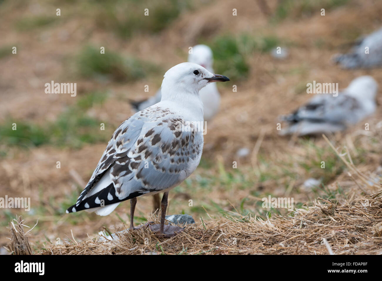 New Zealand, South Island, Dunedin, Otago Peninsula. Red-billed gull ...