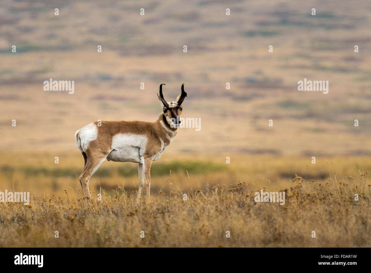 Photoofapronghorn hi-res stock photography and images - Alamy