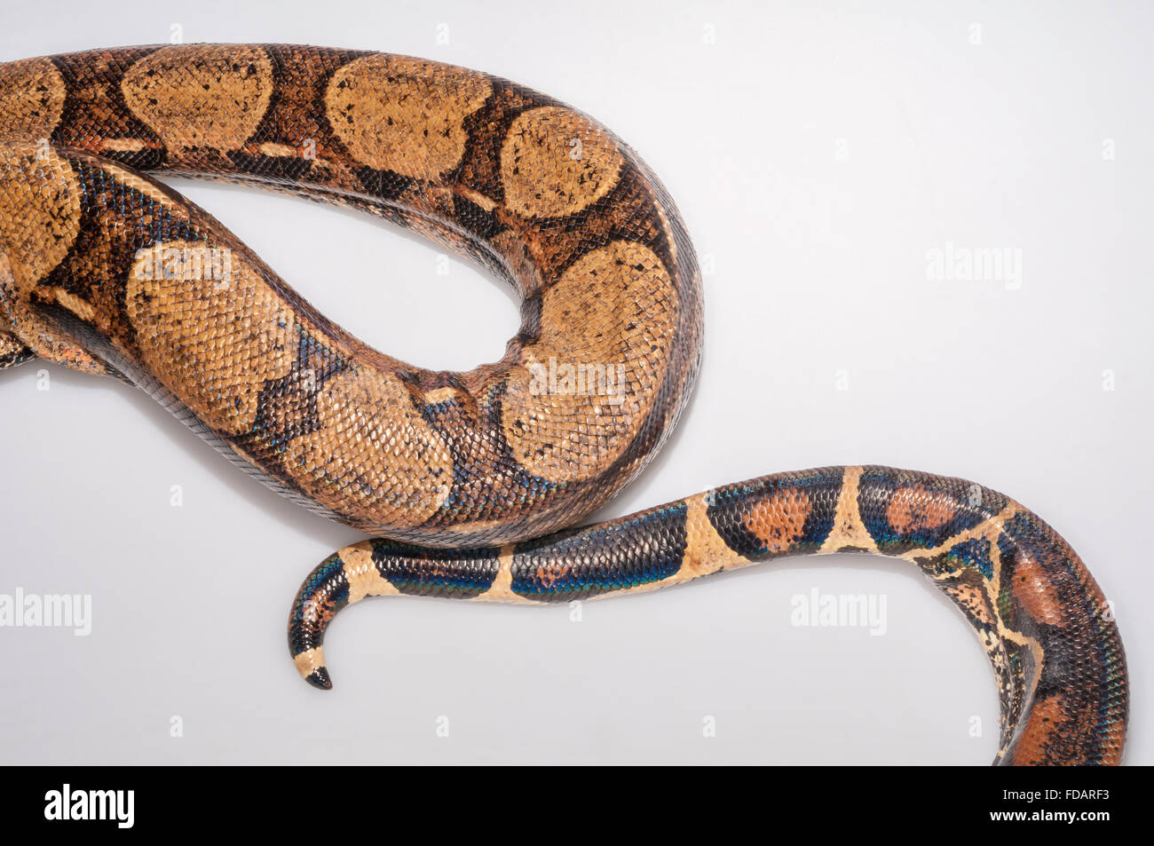 Columbian boa constrictor, red-tail boa, Boa constrictor imperator ...
