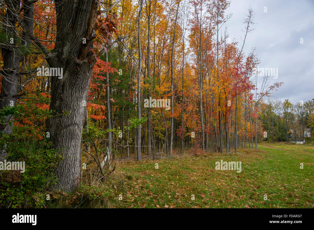 Woods pennsylvania autumn maple trees hi-res stock photography and ...