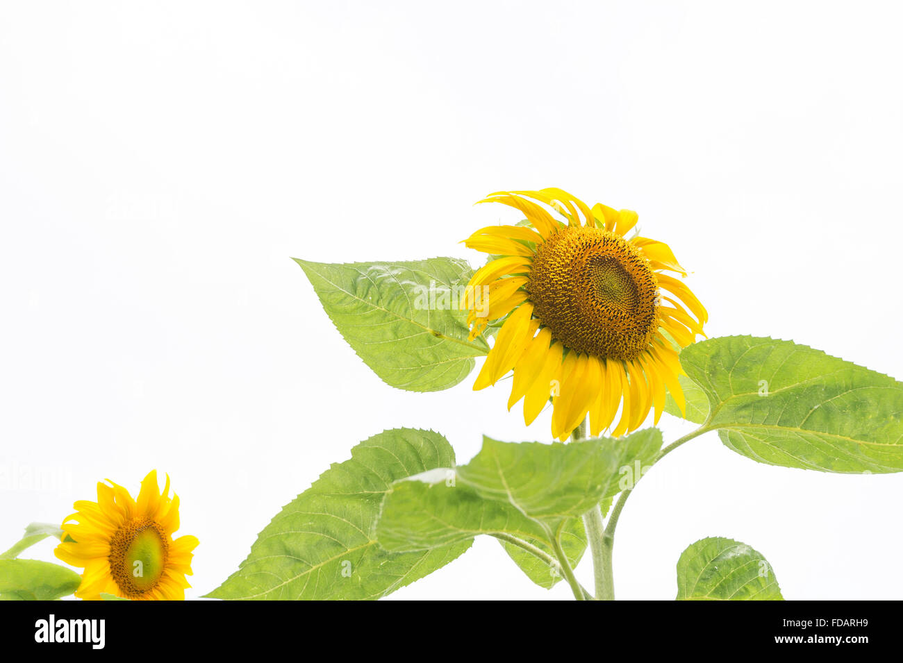 Beautiful bright blooming sunflower hi-res stock photography and images ...