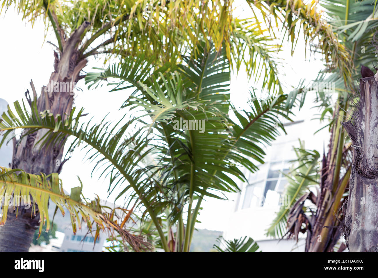 Some Palm trees together Stock Photo - Alamy