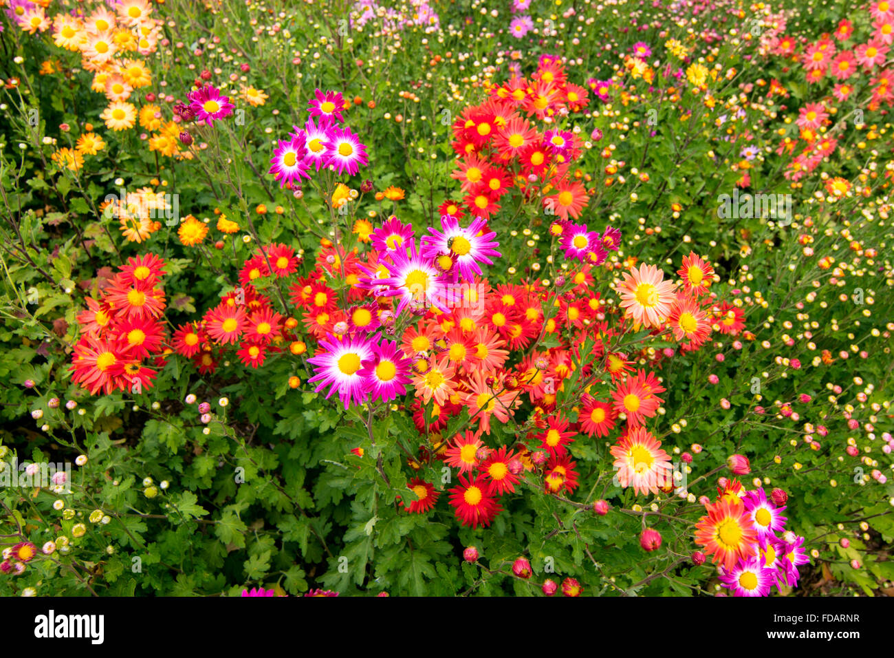 Bright Flowers in Bloom Stock Photo - Alamy