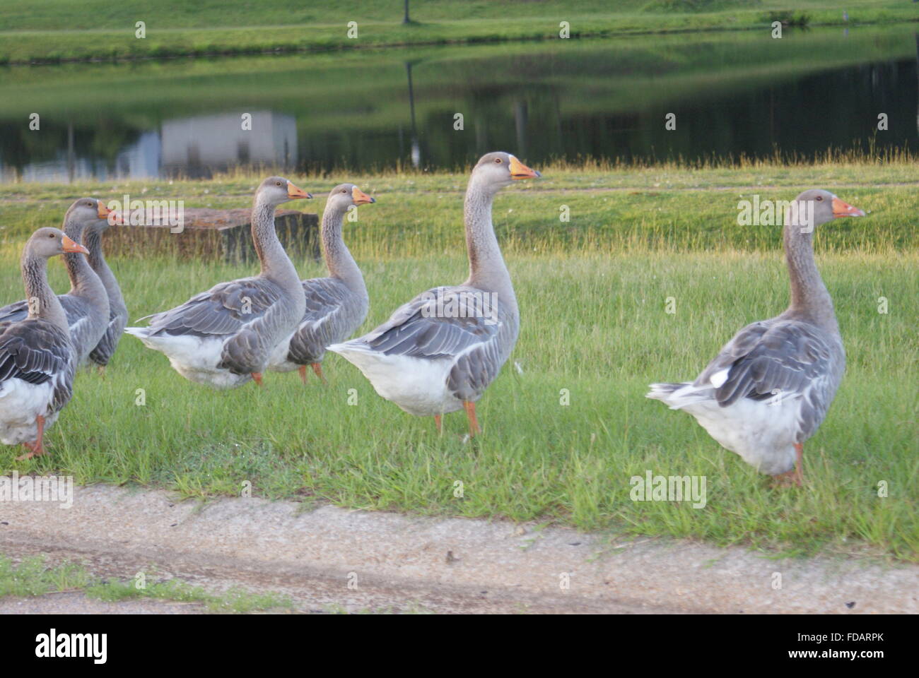 Back of geese hi-res stock photography and images - Alamy