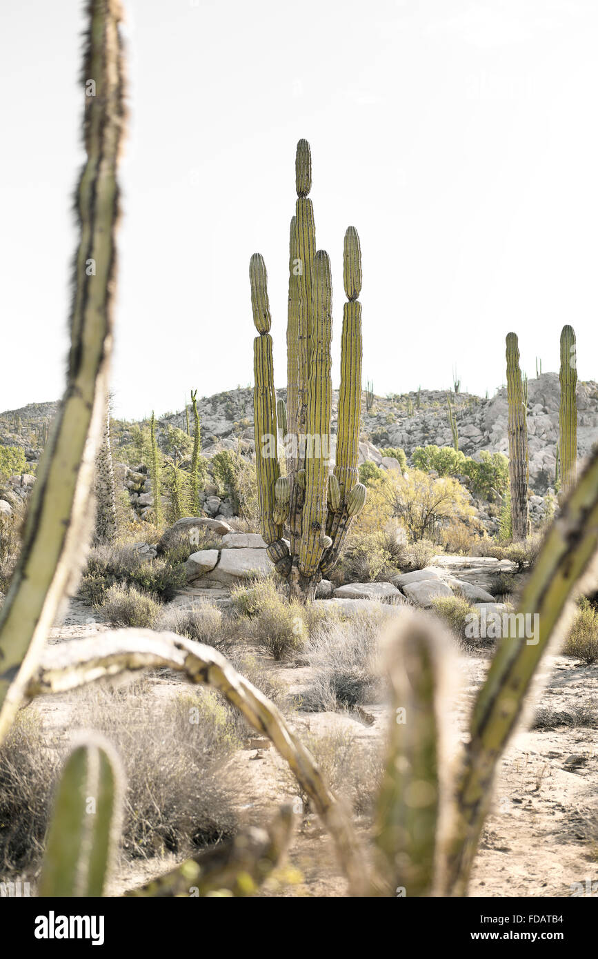 Cactus Of Baja California at Randy Eubanks blog