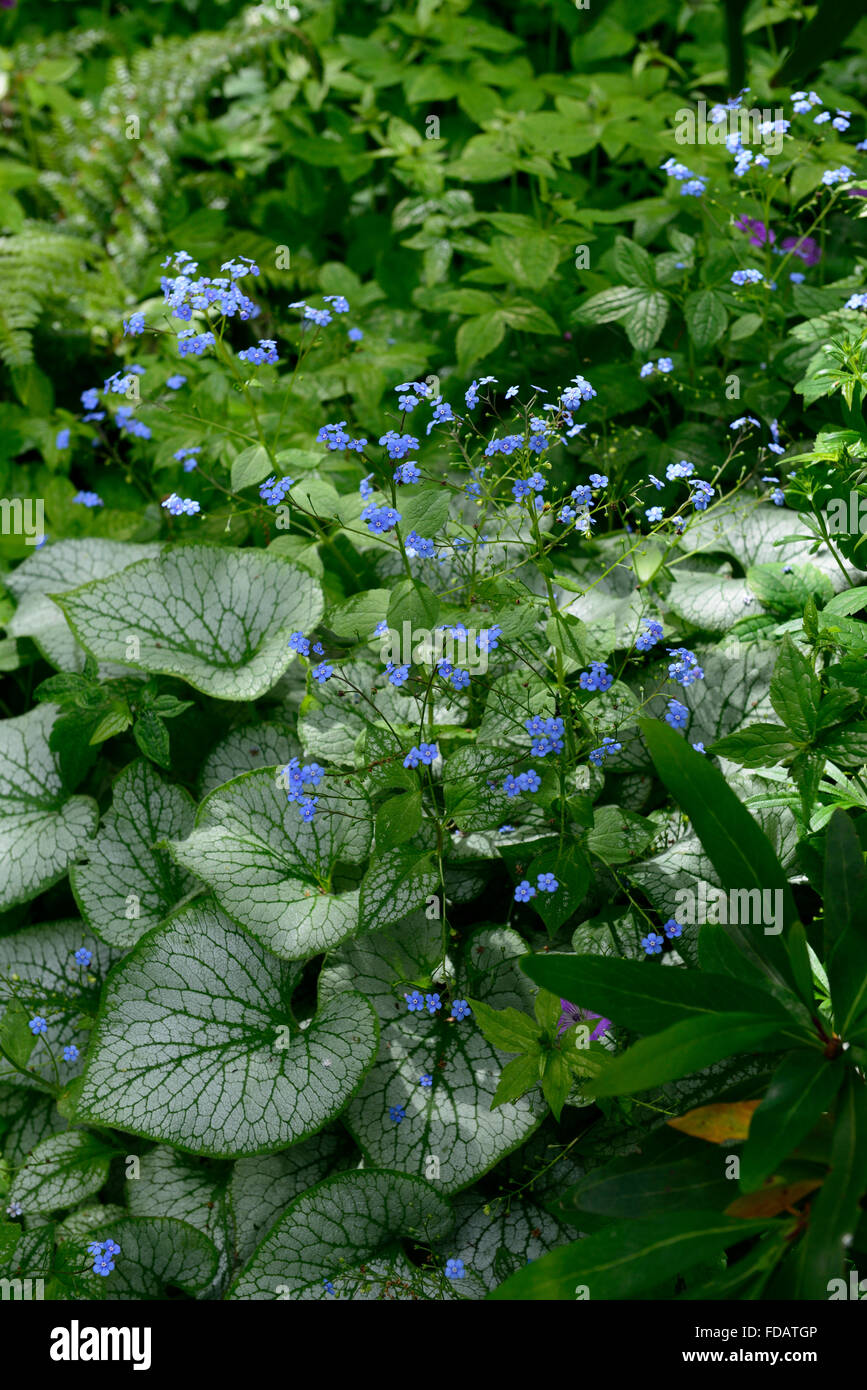 Brunnera macrophylla jack frost Heartleaf brunnera Siberian bugloss ...
