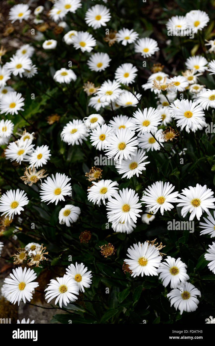 celmisia lindsayi Lindsay's Daisy daisies small white flower flowers ...