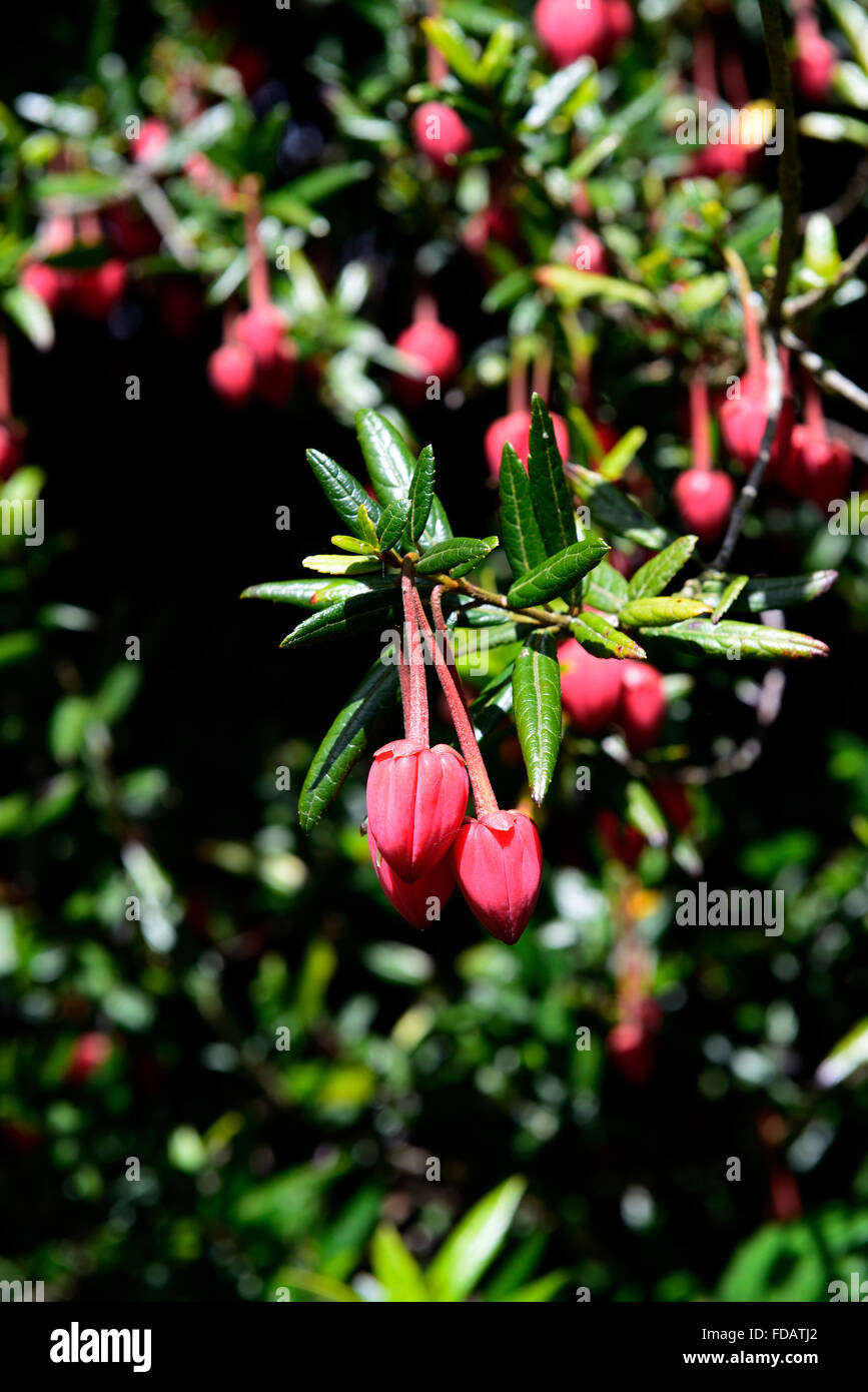 Chinese lantern tree hi-res stock photography and images - Alamy