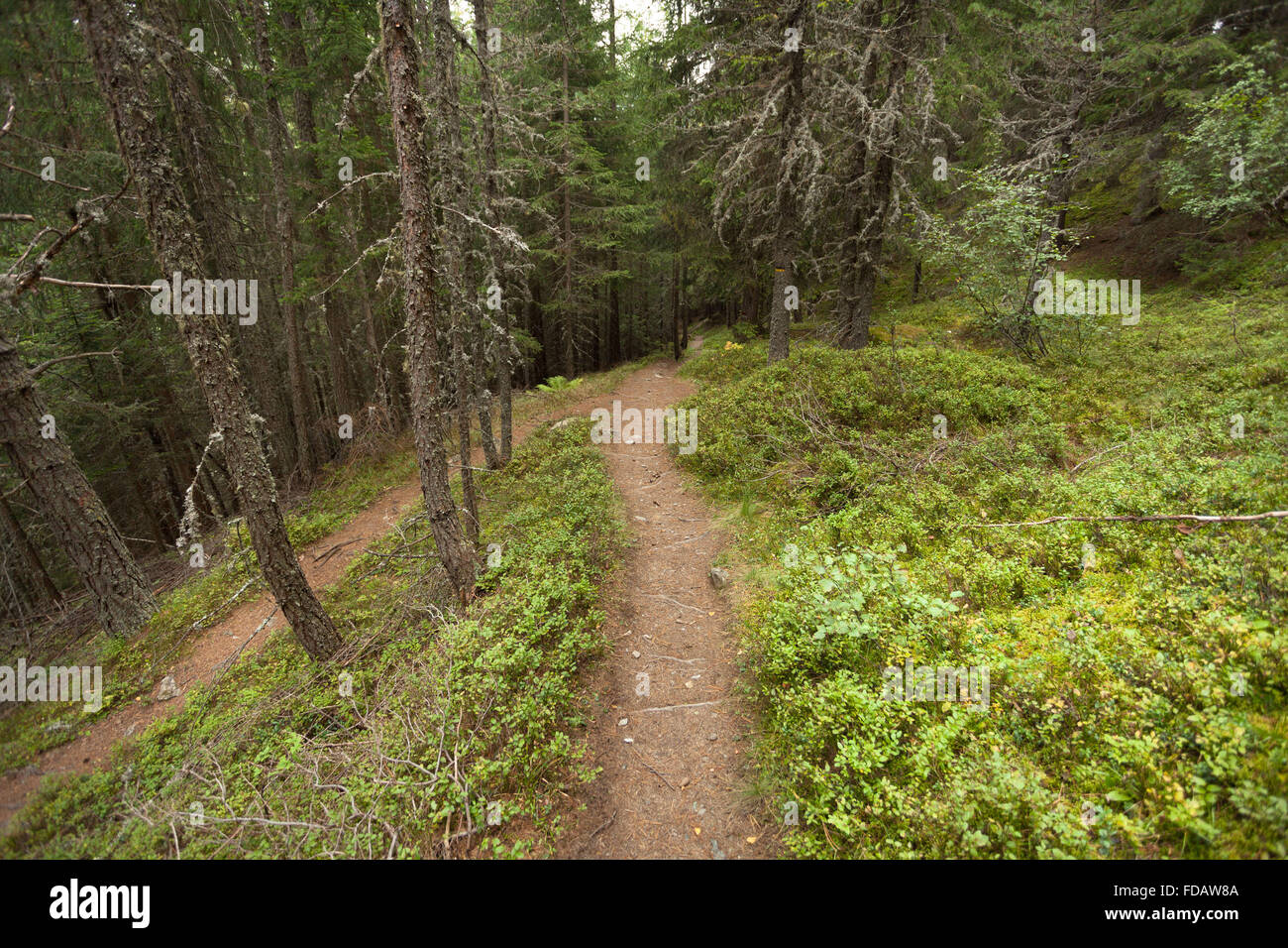 A single alpine path splits in two different directions. It's an ...