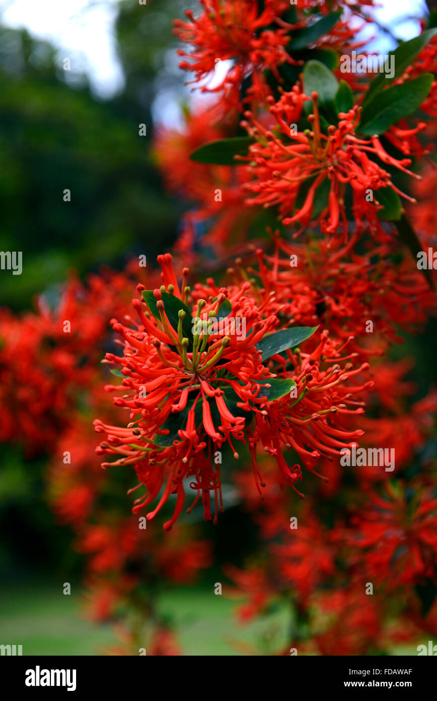 embothrium coccineum chliean fire bush red orange flowers flower ...