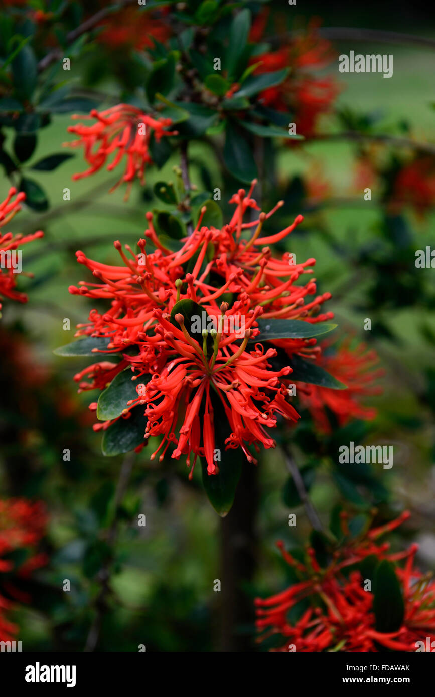 Embothrium coccineum chliean fire bush hi-res stock photography and ...