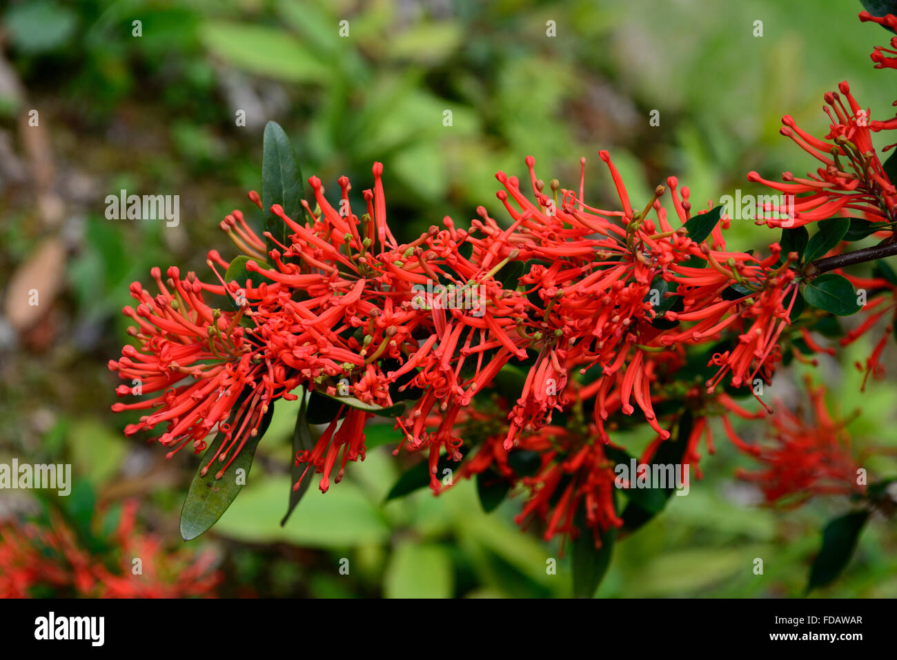 embothrium coccineum chliean fire bush red orange flowers flower ...