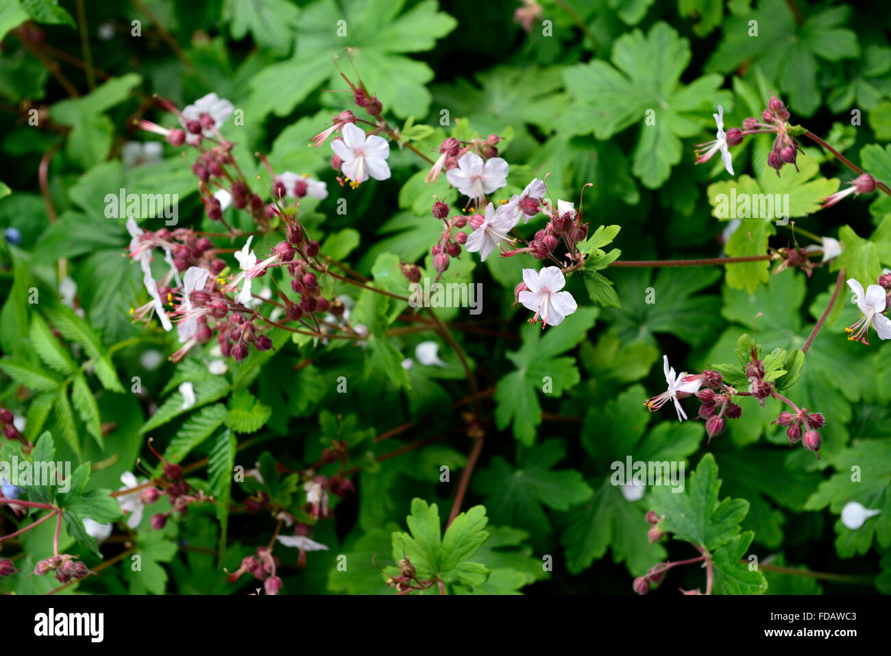 geranium macrorrhizum alba rock cranesbill geranium geraniums flower ...