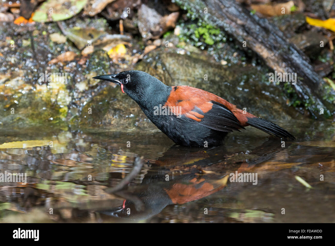 Motuara island saddleback hi-res stock photography and images - Alamy