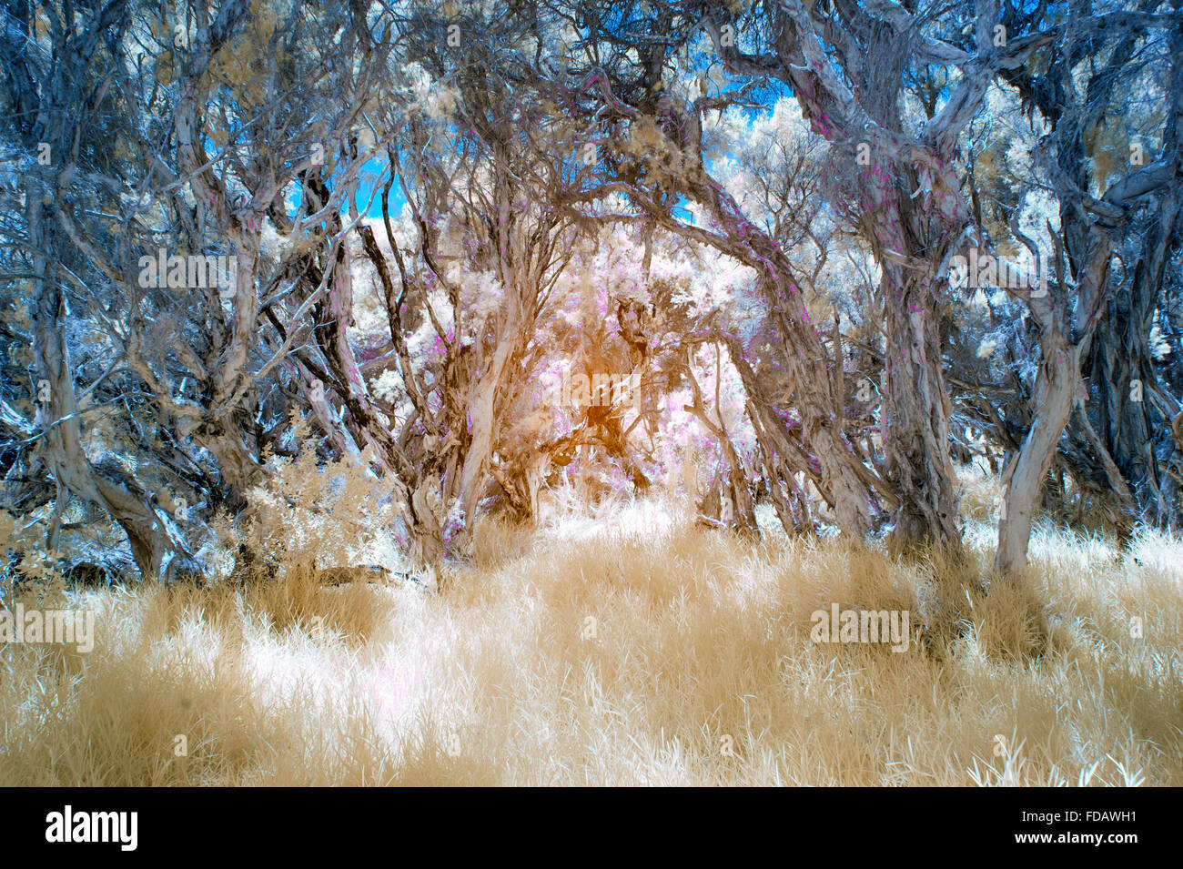 Star Swamp Bushland Reserve with paper bark trees and green grass Stock ...