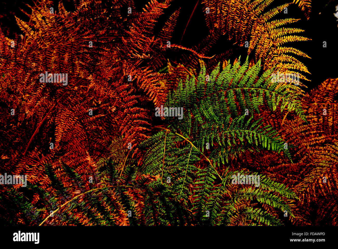 Ferns of different colours hi-res stock photography and images - Alamy