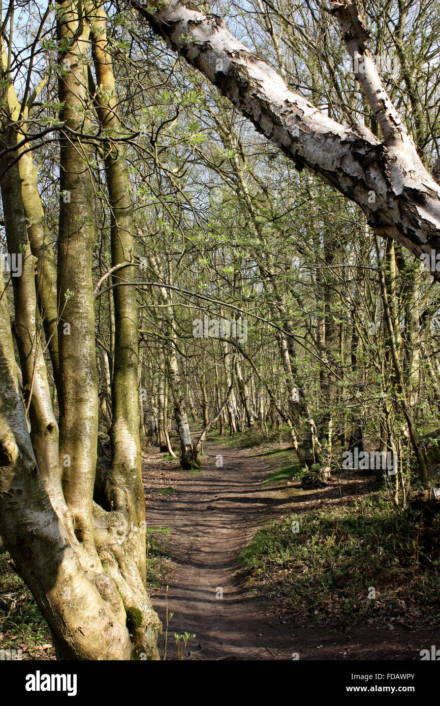 Charnwood Forest in Leicestershire Stock Photo - Alamy