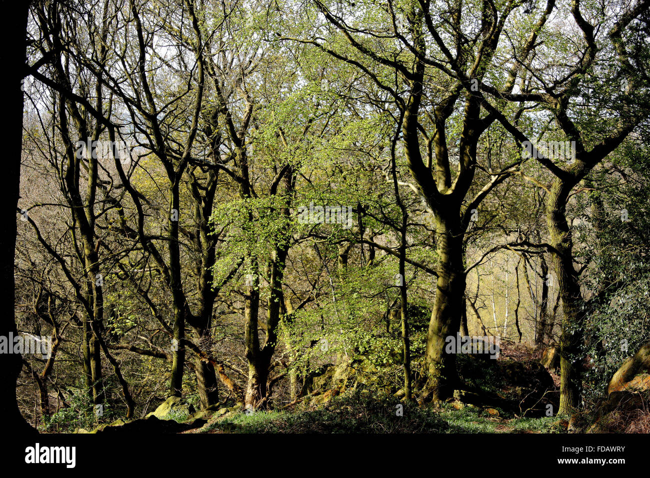 Charnwood Forest in Leicestershire Stock Photo - Alamy