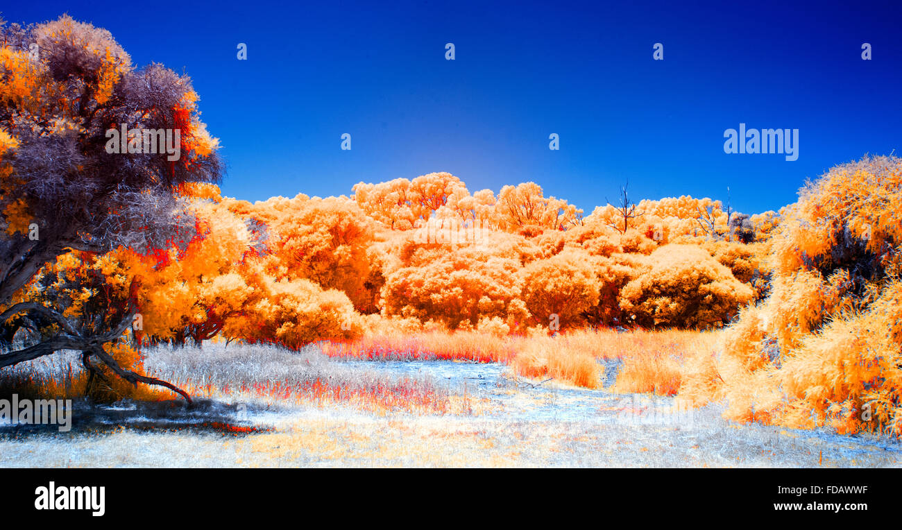 Star Swamp Bushland Reserve normally full of water but this is the ...