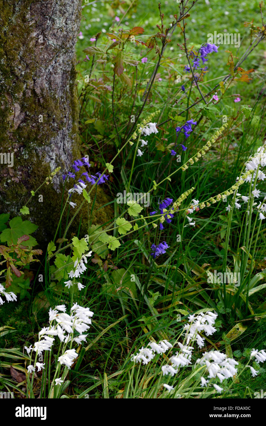 Mitella diphylla white bluebells spring shade garden gardening shady ...