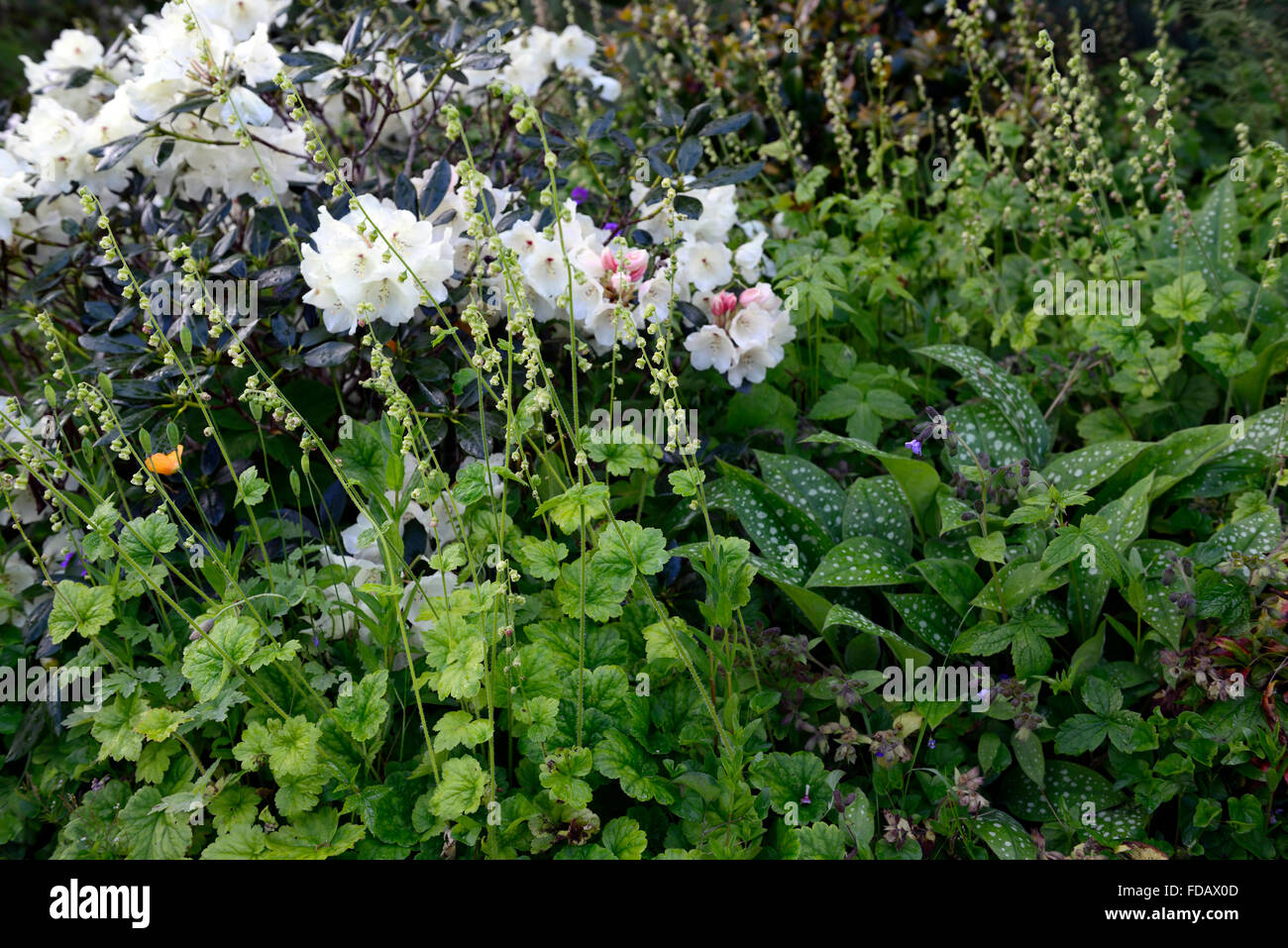 Mitella diphylla pulmonaria rhododendron spring shade garden gardening ...