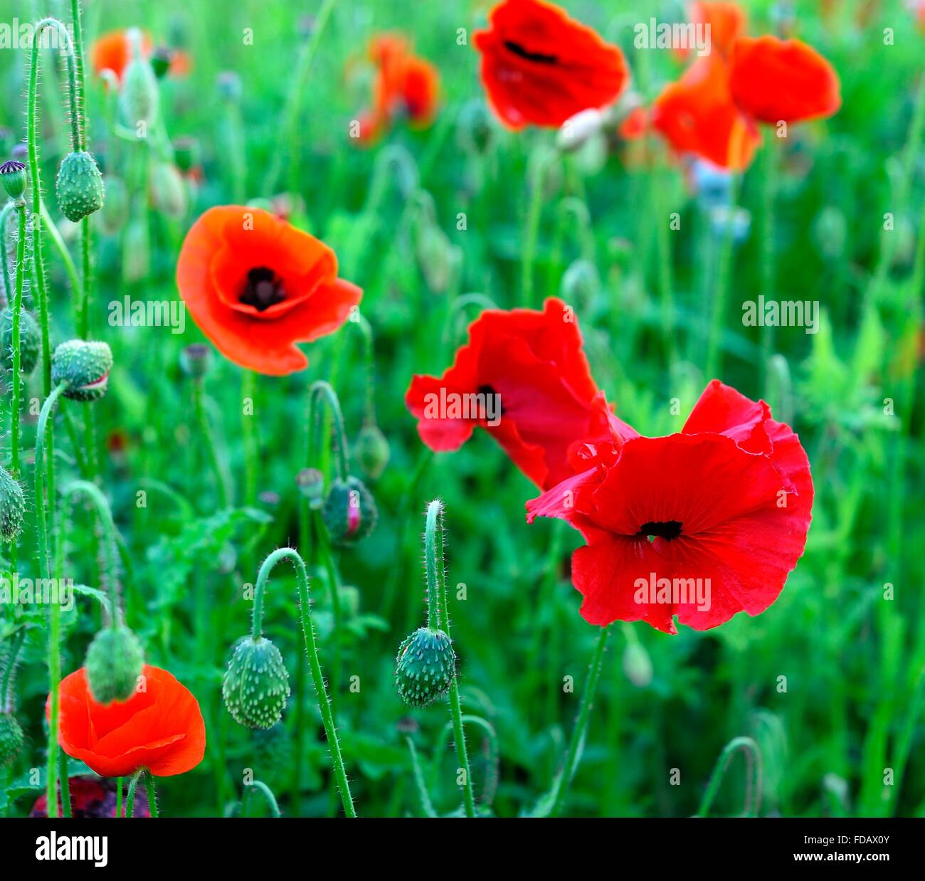 Wild Meadow Red Poppies Stock Photo - Alamy