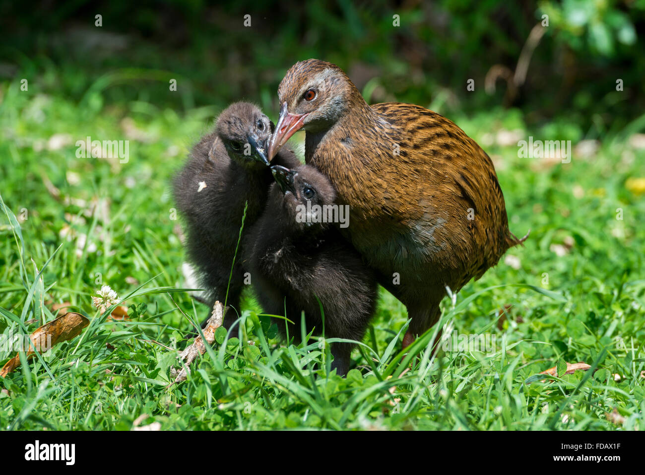 Weka Bird