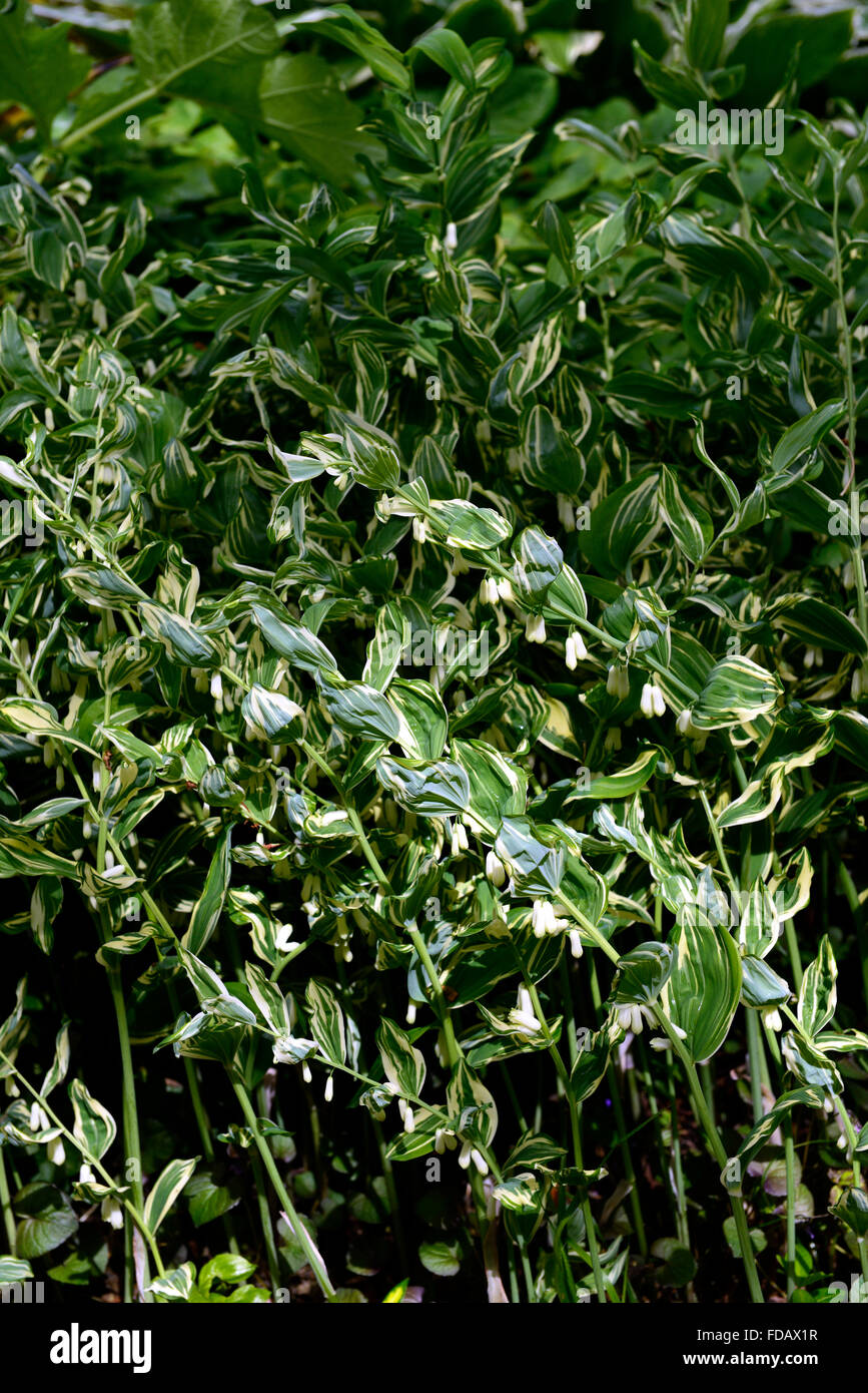 Falcatum High Resolution Stock Photography and Images - Alamy