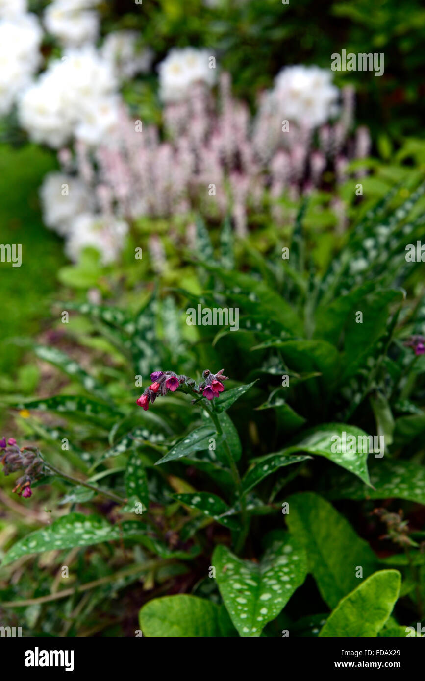 Pulmonaria rubra bowles red hi-res stock photography and images - Alamy