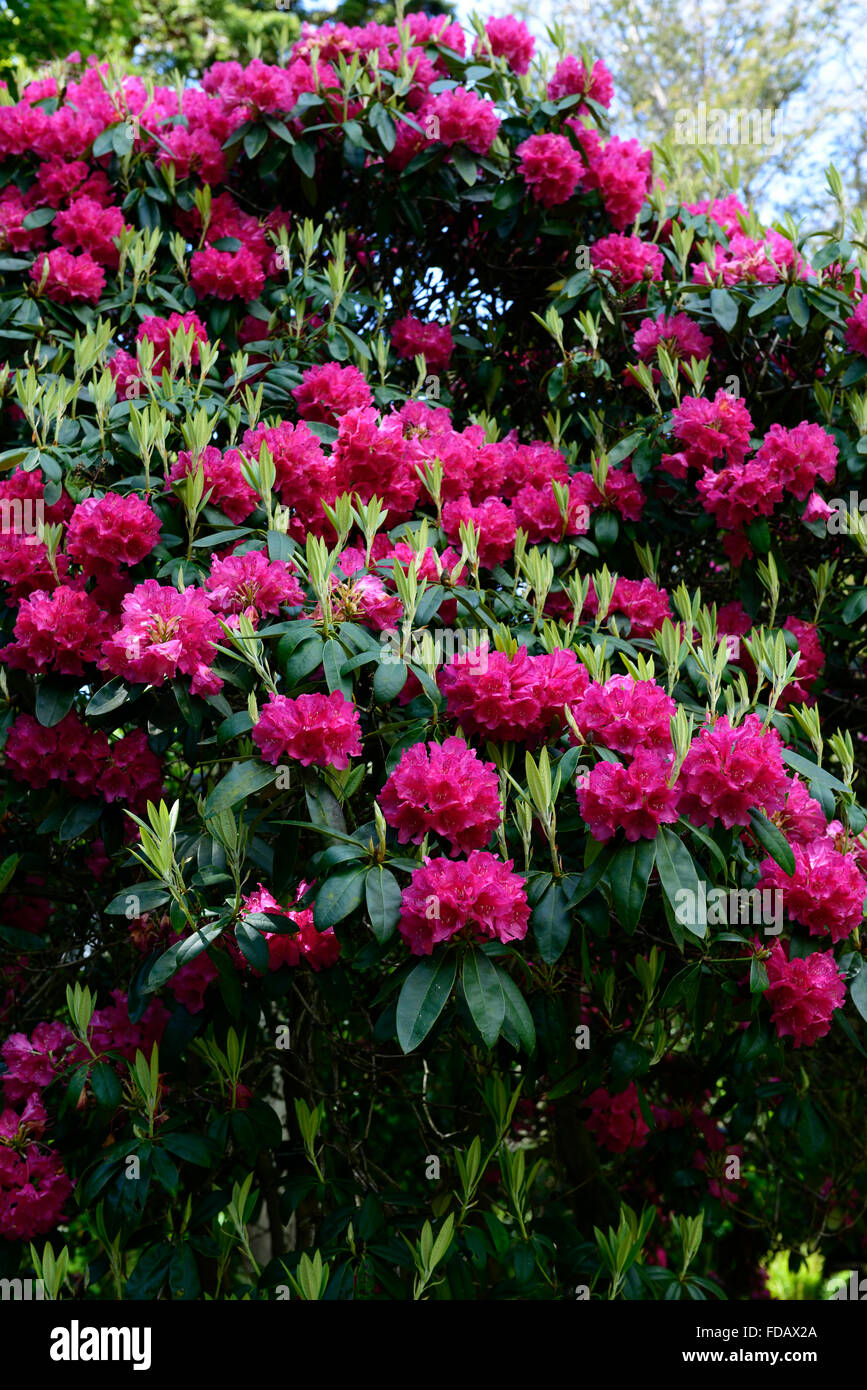 rhododendron arboreum hybrid pink flower flowers flowering spring ...