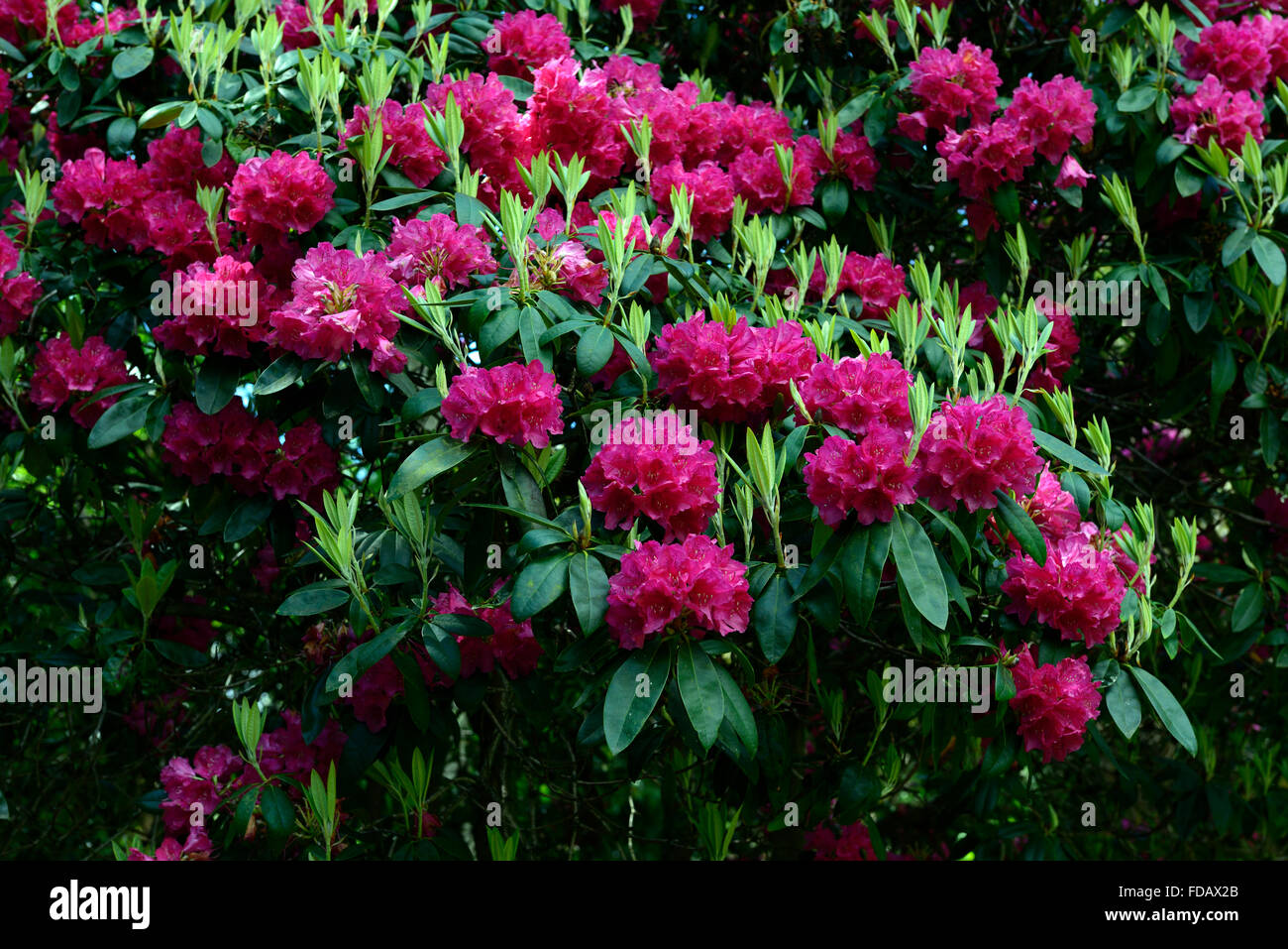 Rhododendron arboreum hi-res stock photography and images - Alamy