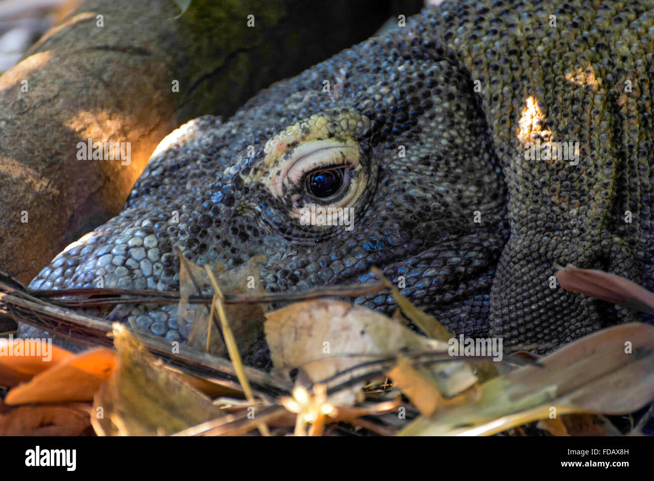 Komodo Dragon (Varanus komodoensis Stock Photo - Alamy