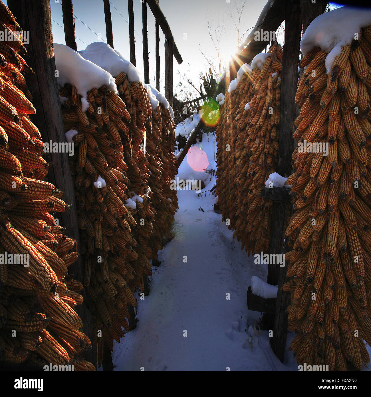 Corn Farmhouse Northeast China Stock Photo - Alamy