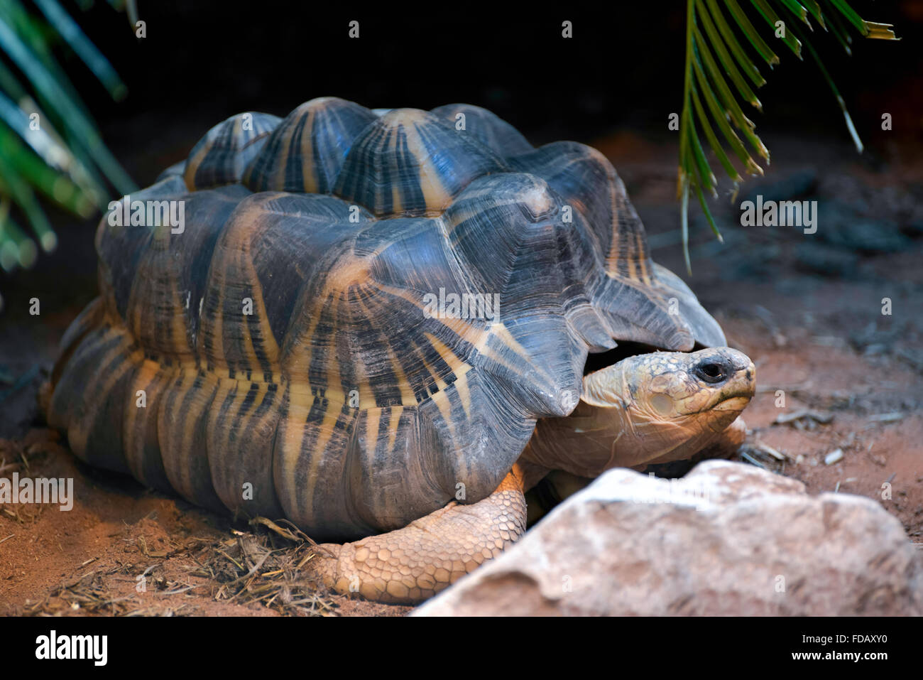 Radiated Tortoise (Astrochelys radiata Stock Photo - Alamy