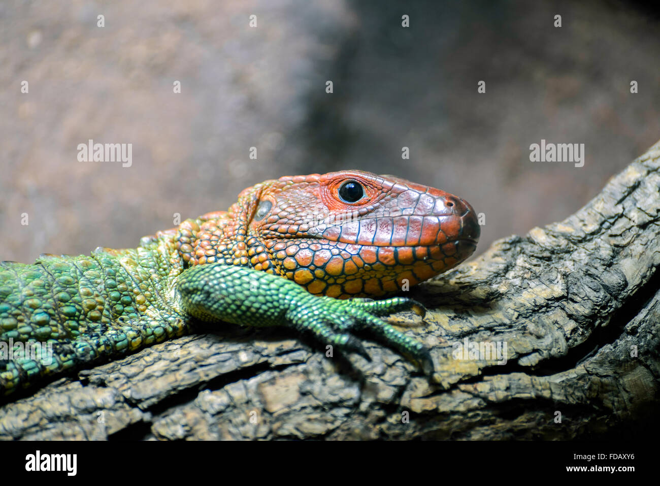 Northern Caiman Lizard (Dracaena guianensis Stock Photo - Alamy