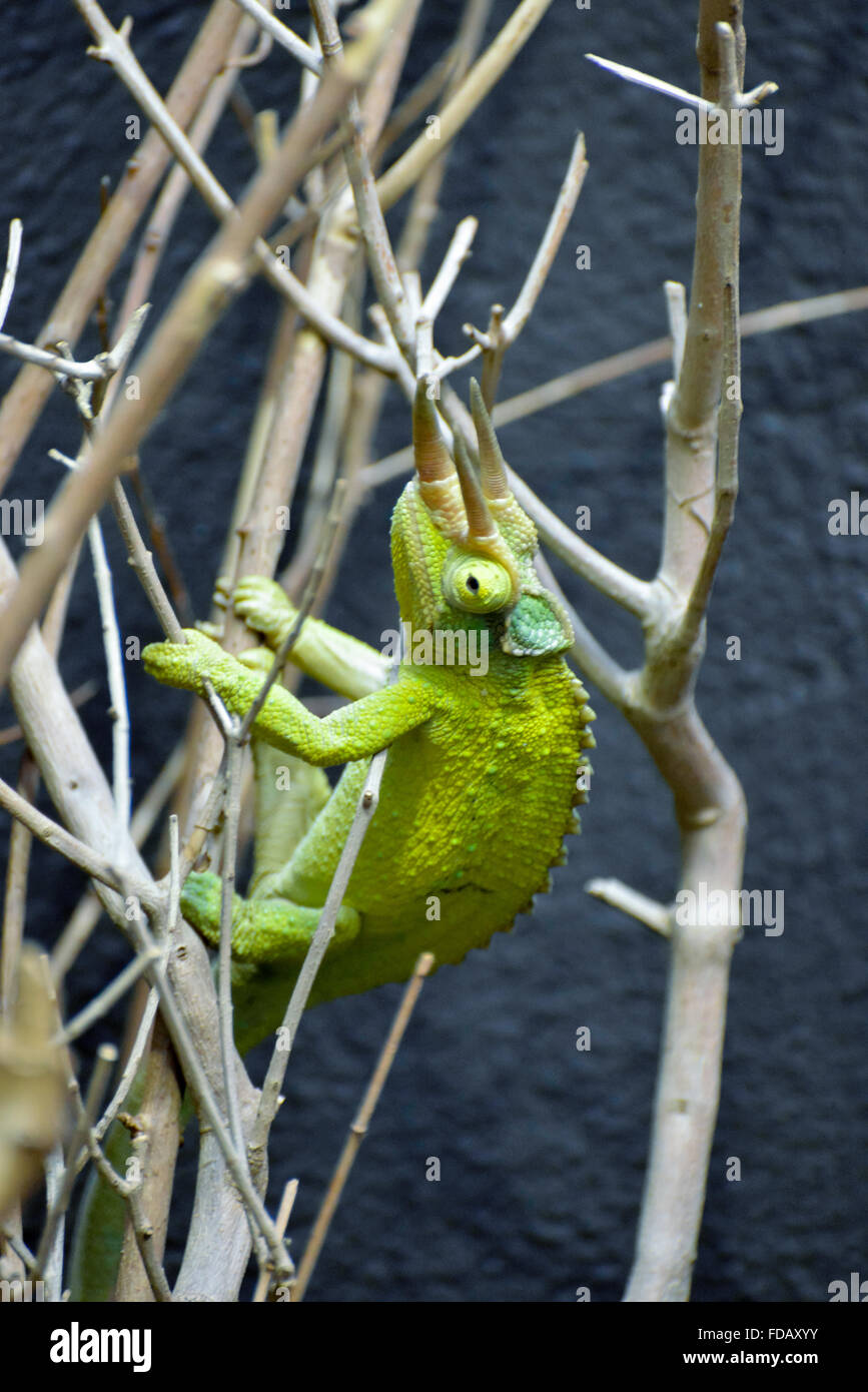 Jackson's Three-horned Chameleon (Trioceros jacksonii Stock Photo - Alamy