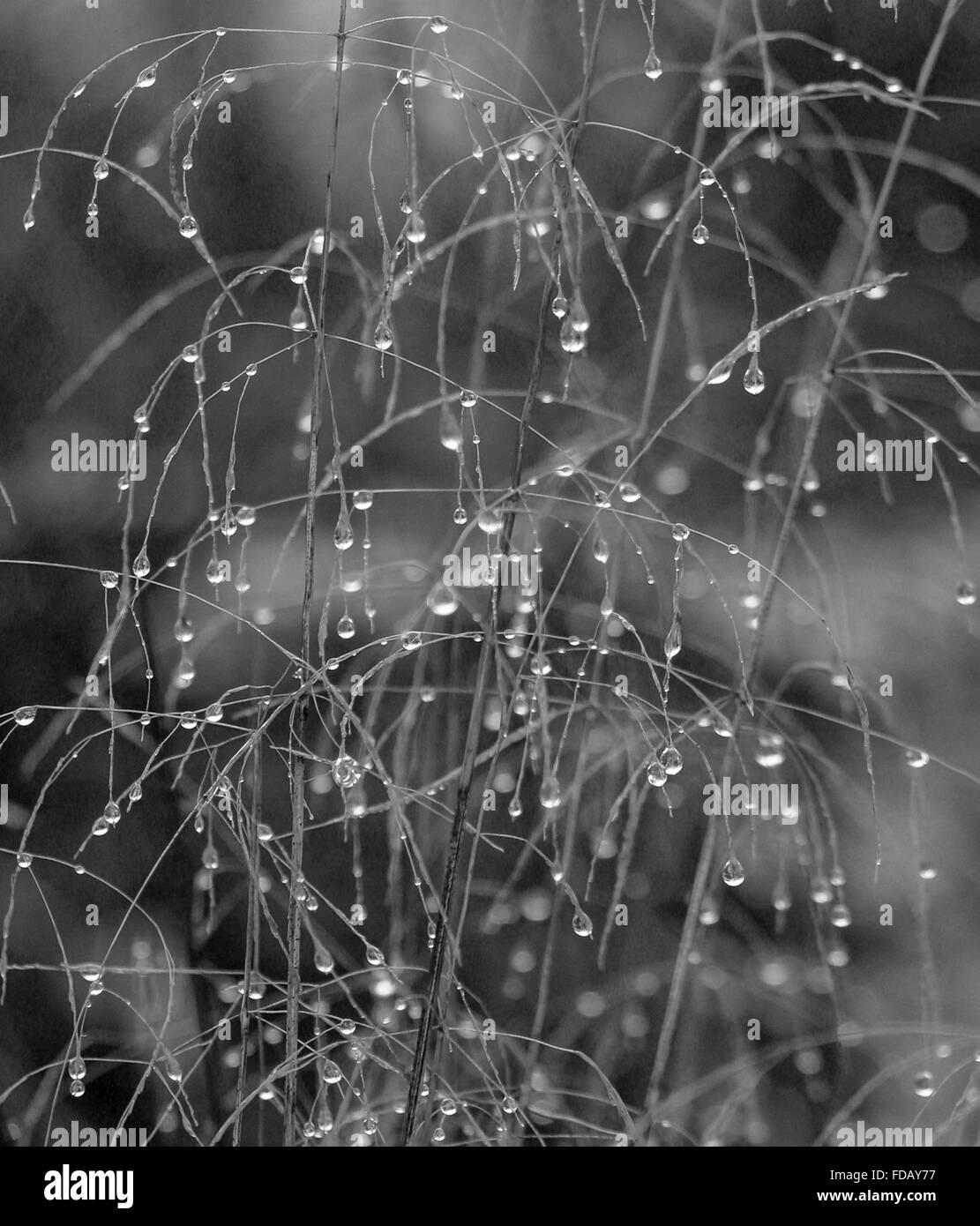 a few water dew rain drops clinging on to winter grass stems full frame ...