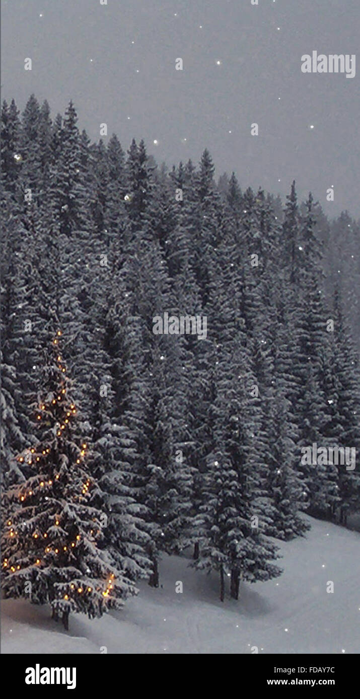 a single pine tree lit up in a forest with snow falling at nightfall ...