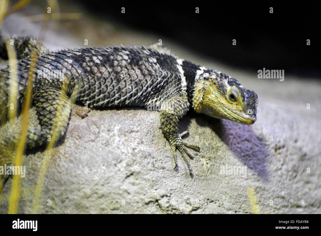 Sceloporus Serrifer High Resolution Stock Photography and Images - Alamy