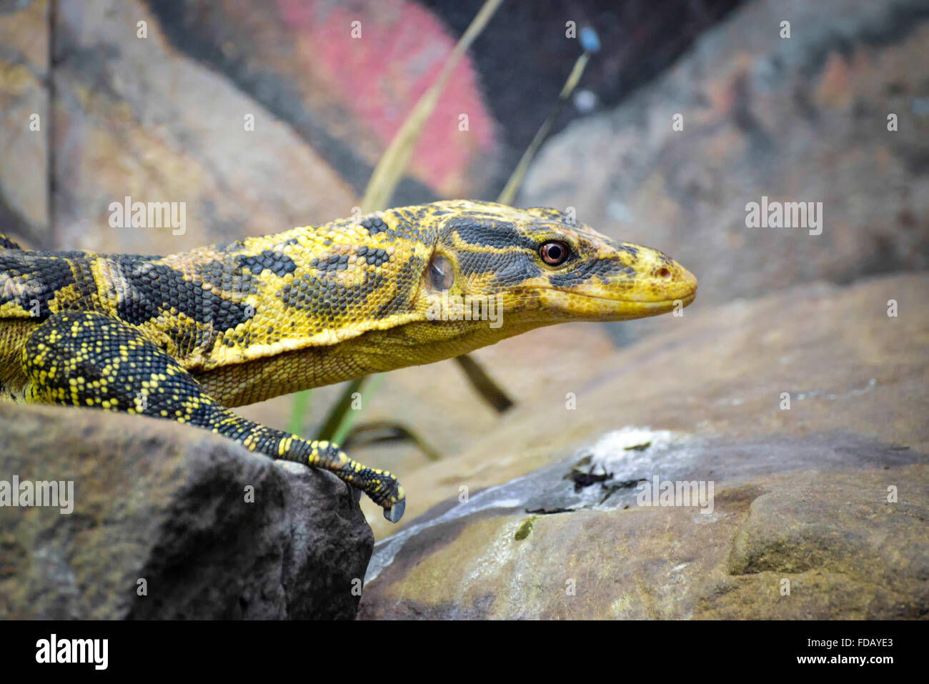 Yellow Water Monitor