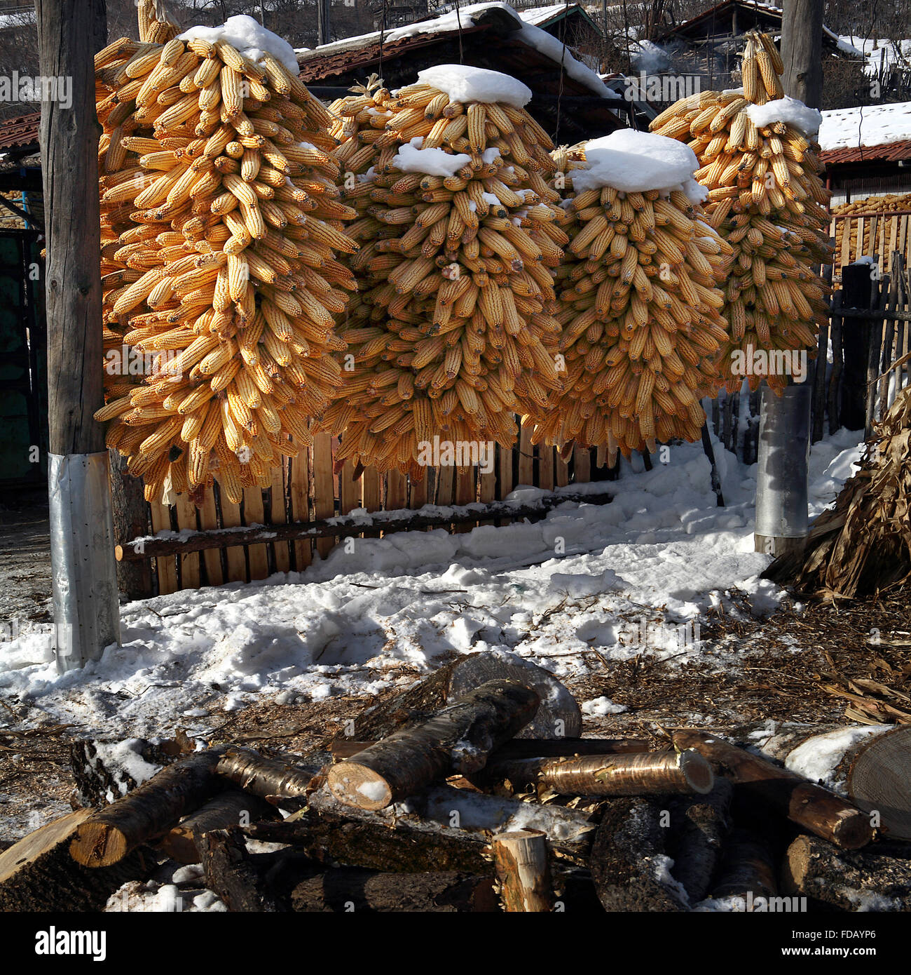Corn Farmhouse Northeast China Stock Photo - Alamy