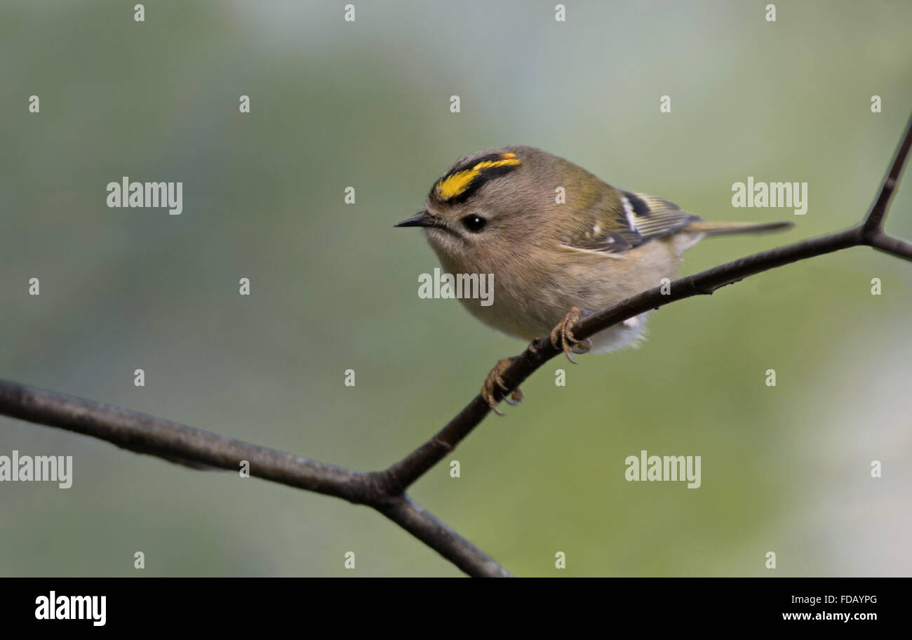 Male Goldcrest, Regulus- regulus. Winter. Uk Stock Photo - Alamy