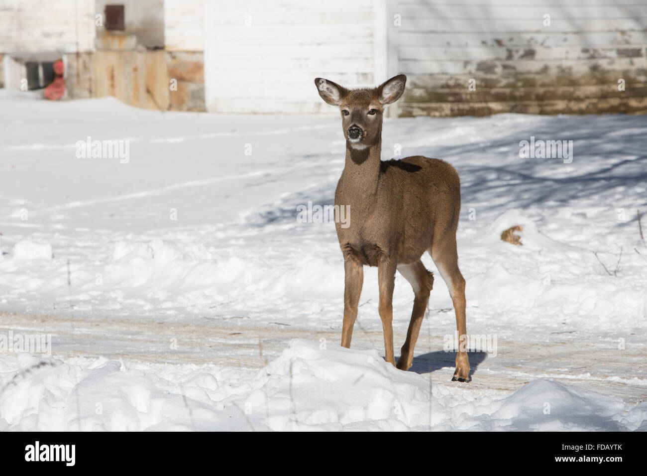 A deer standing on a sidewalk near a home in the snow Stock Photo - Alamy