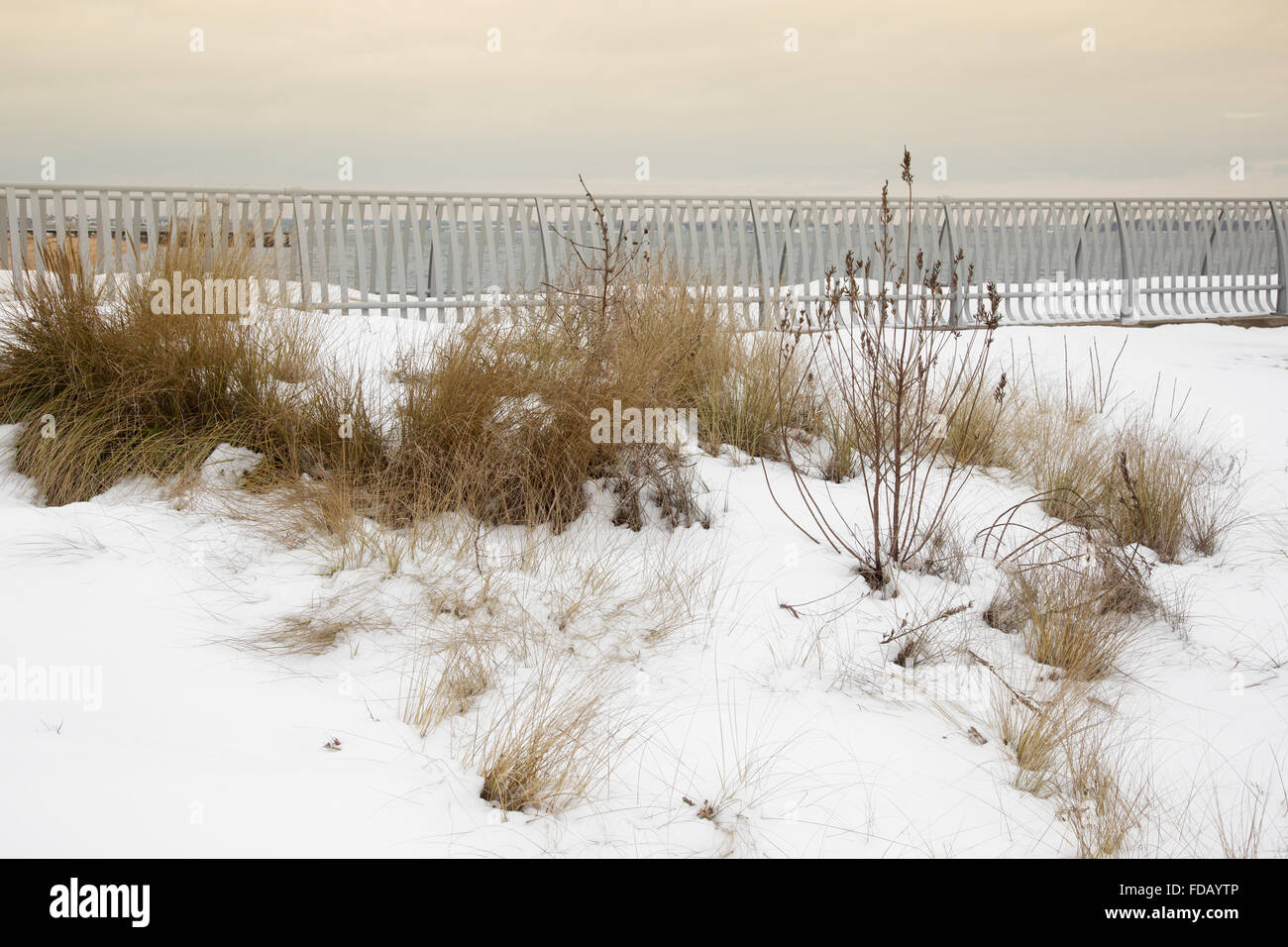Reeds and snow at the beach Stock Photo - Alamy