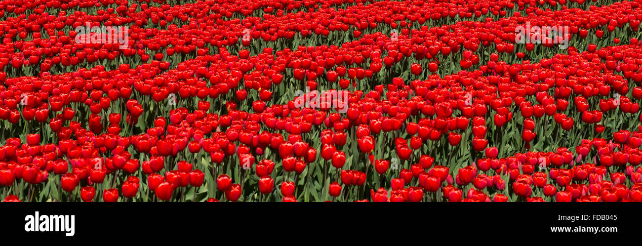 Tulips crops in rows, Netherlands Stock Photo - Alamy