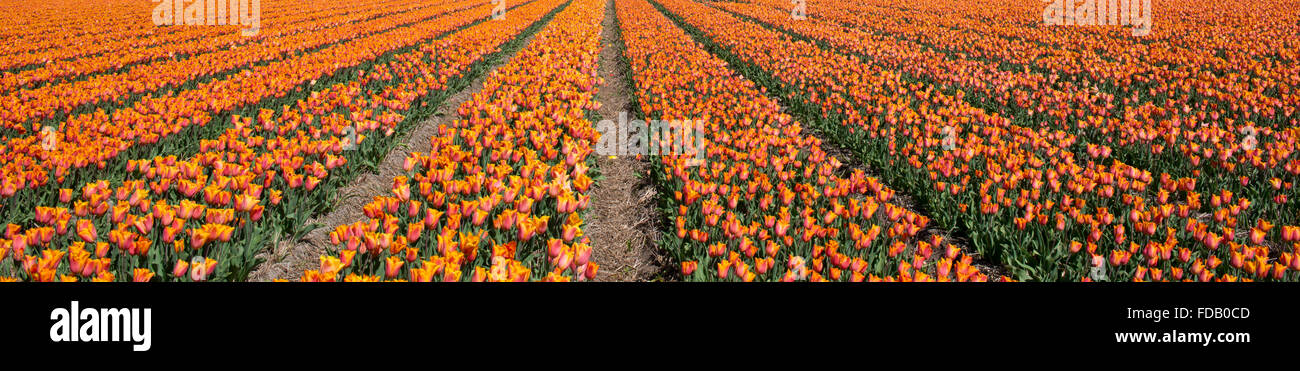 Tulips crops in rows, Netherlands Stock Photo - Alamy