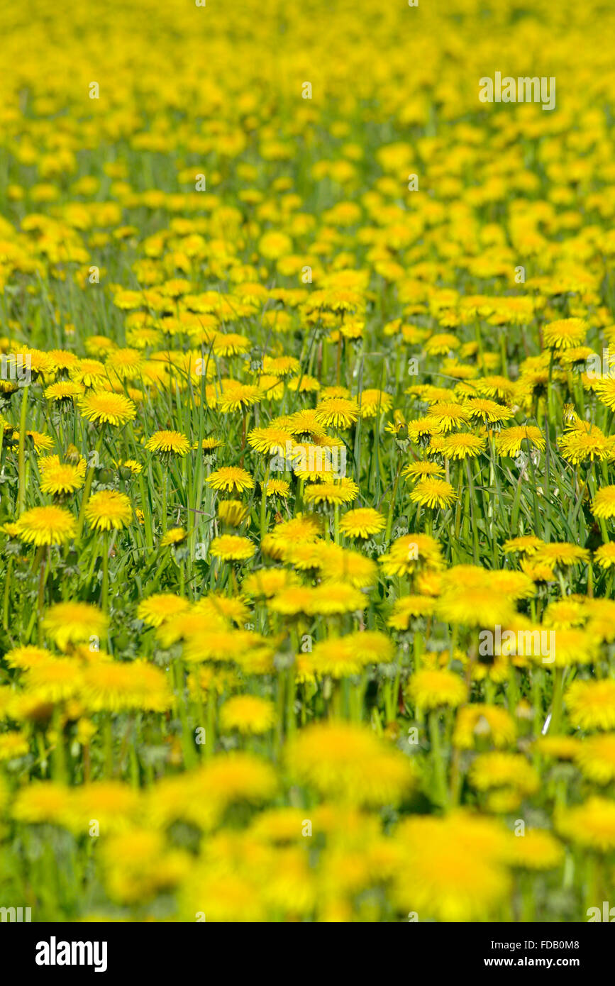 A field of dandelions Stock Photo - Alamy