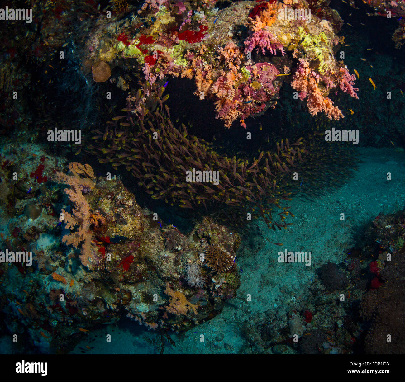 The reefs of the Red Sea Stock Photo - Alamy