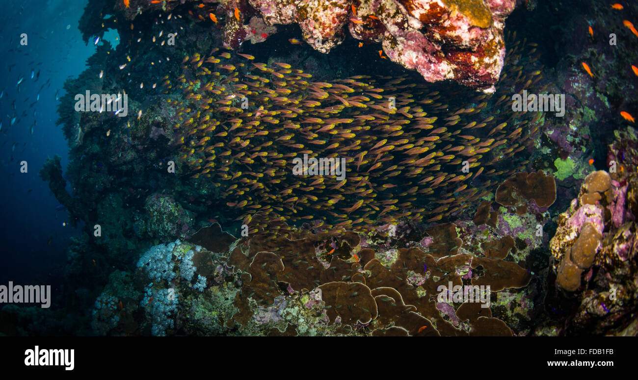 The reefs of the Red Sea Stock Photo - Alamy