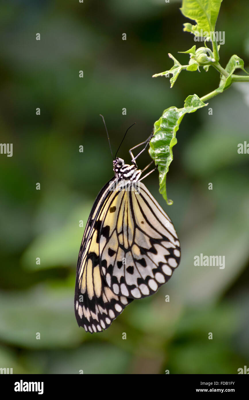 Rice Paper butterfly (Idea leuconoe Stock Photo - Alamy
